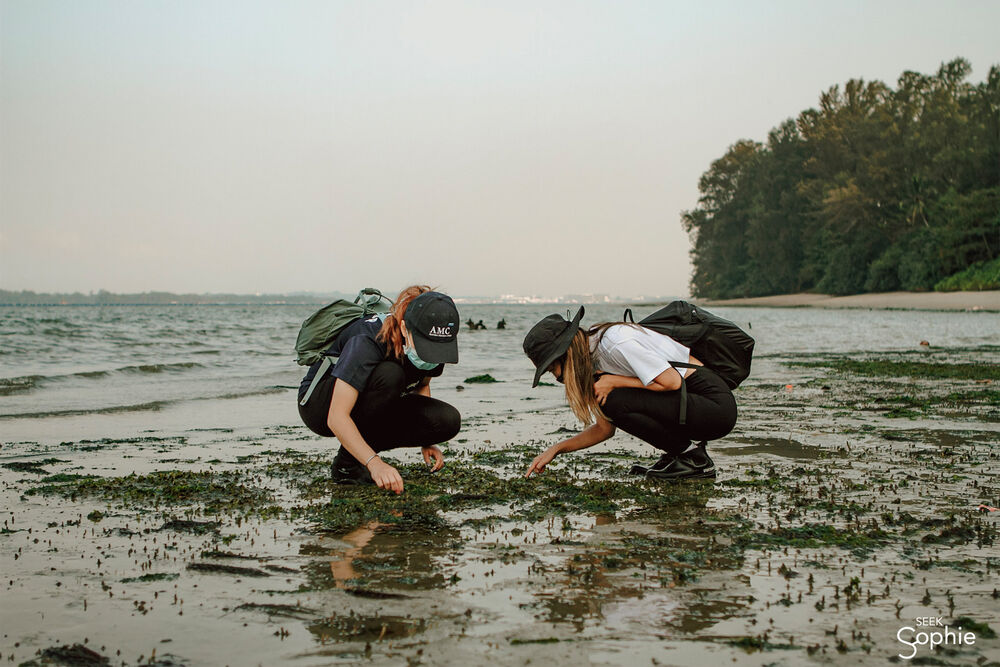 Young Nautilus - 2H Intertidal Walk | Discover Coastal Marine Life (Age ...