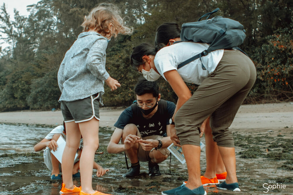 Young Nautilus - 2H Intertidal Walk | Discover Coastal Marine Life (Age ...