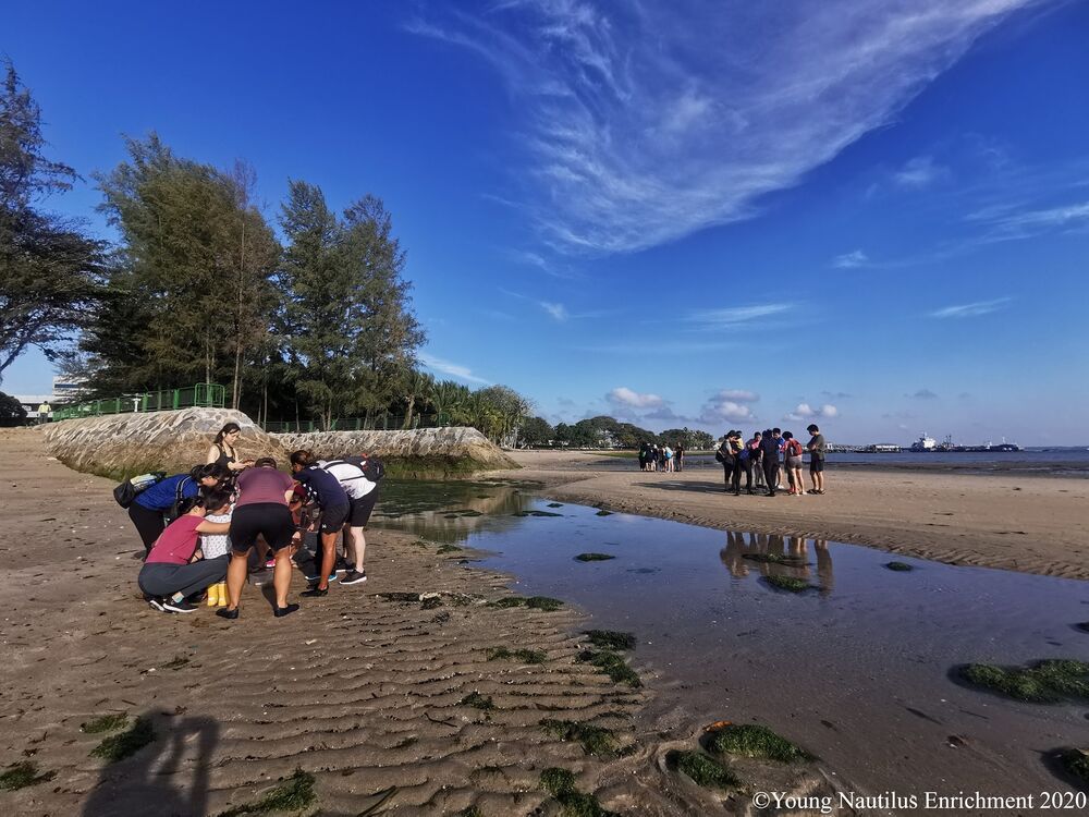 Young Nautilus - 2H Intertidal Walk | Discover Coastal Marine Life (Age ...