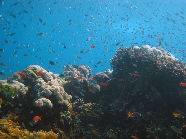 Shipwreck Snorkelling in Amed | Lipah Bay | Seek Sophie