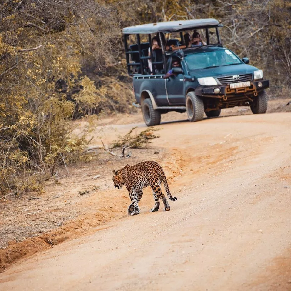 34 Best Wildlife Safaris in Sri Lanka in 2024 - Seek Sophie