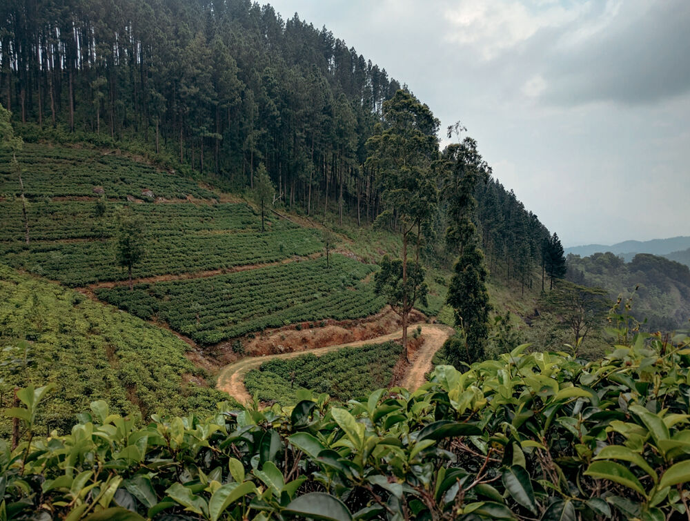 Nipuna Knuckles Trekking - 1 Day Kandy Tea Plantation Trek at Hill Oya ...