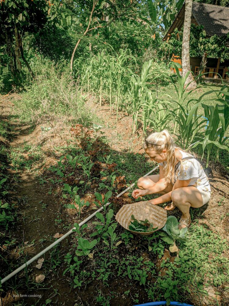 Bali Farm Cooking School - Farm-to-Table Balinese Cooking | With Visit ...