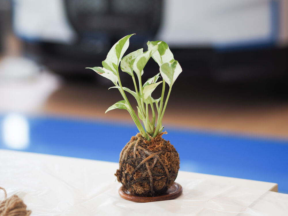 J2 Terrarium - [Exclusive] Kokedama Workshop - Japanese Moss Ball ...