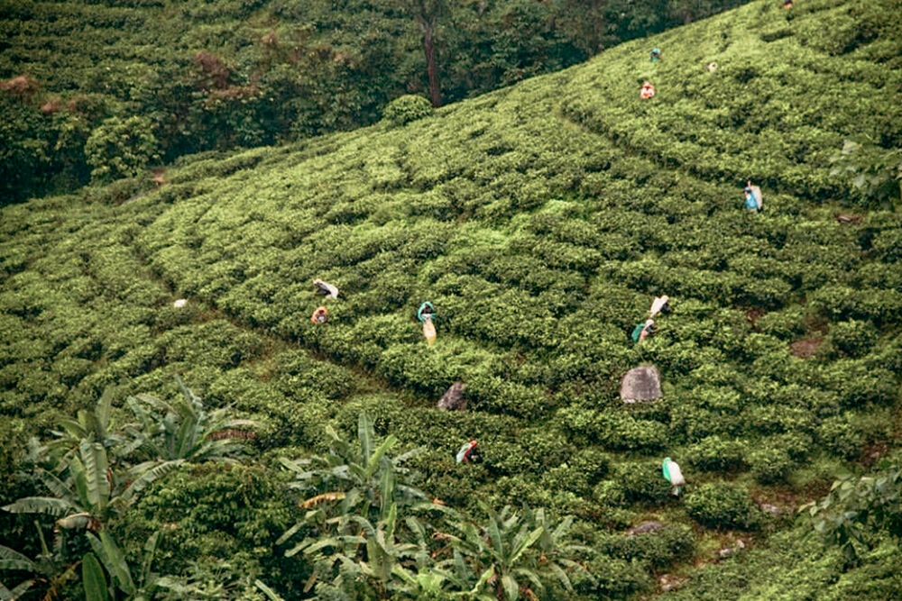 Nipuna Knuckles Trekking - 1 Day Kandy Tea Plantation Trek at Hill Oya ...