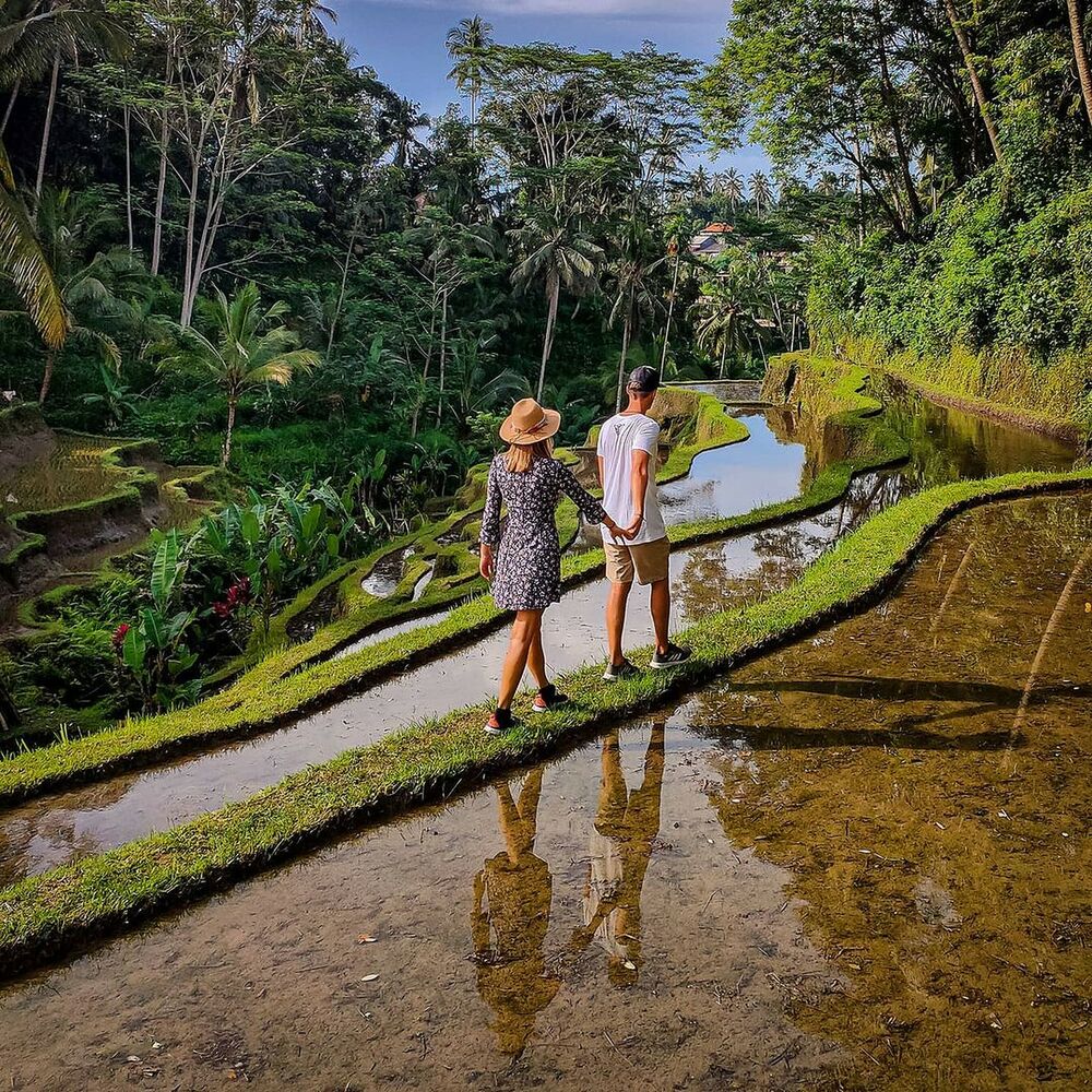 Ubud Sunrise Hiking - Ubud: Waterfall, Rice Terraces & Monkey Forest ...
