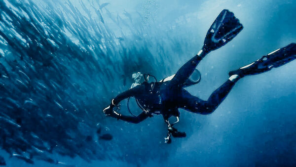 4 Terbaik Menyelam di Malaysia di 2026 | Seek Sophie