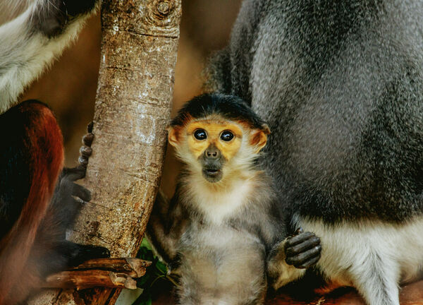 2 Terbaik Pengalaman di Gunung Monyet di 2025 | Seek Sophie