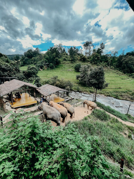 Seek Sophie | Chang Chill Elephant Camp - See Happy Elephants in Paradise