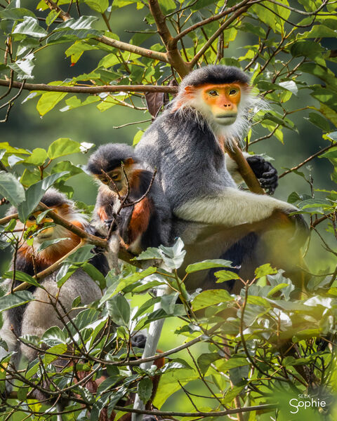 Monkey & Marble Mountain Wildlife Walk | Led by Expert Naturalist ...