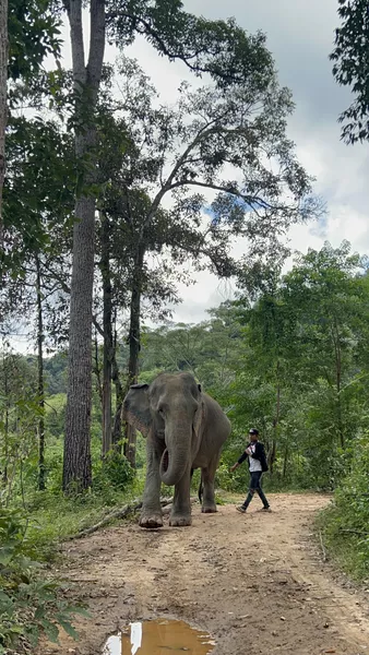 Chang Chill Elephant Camp - See Elephants in an Ethical Elephant ...