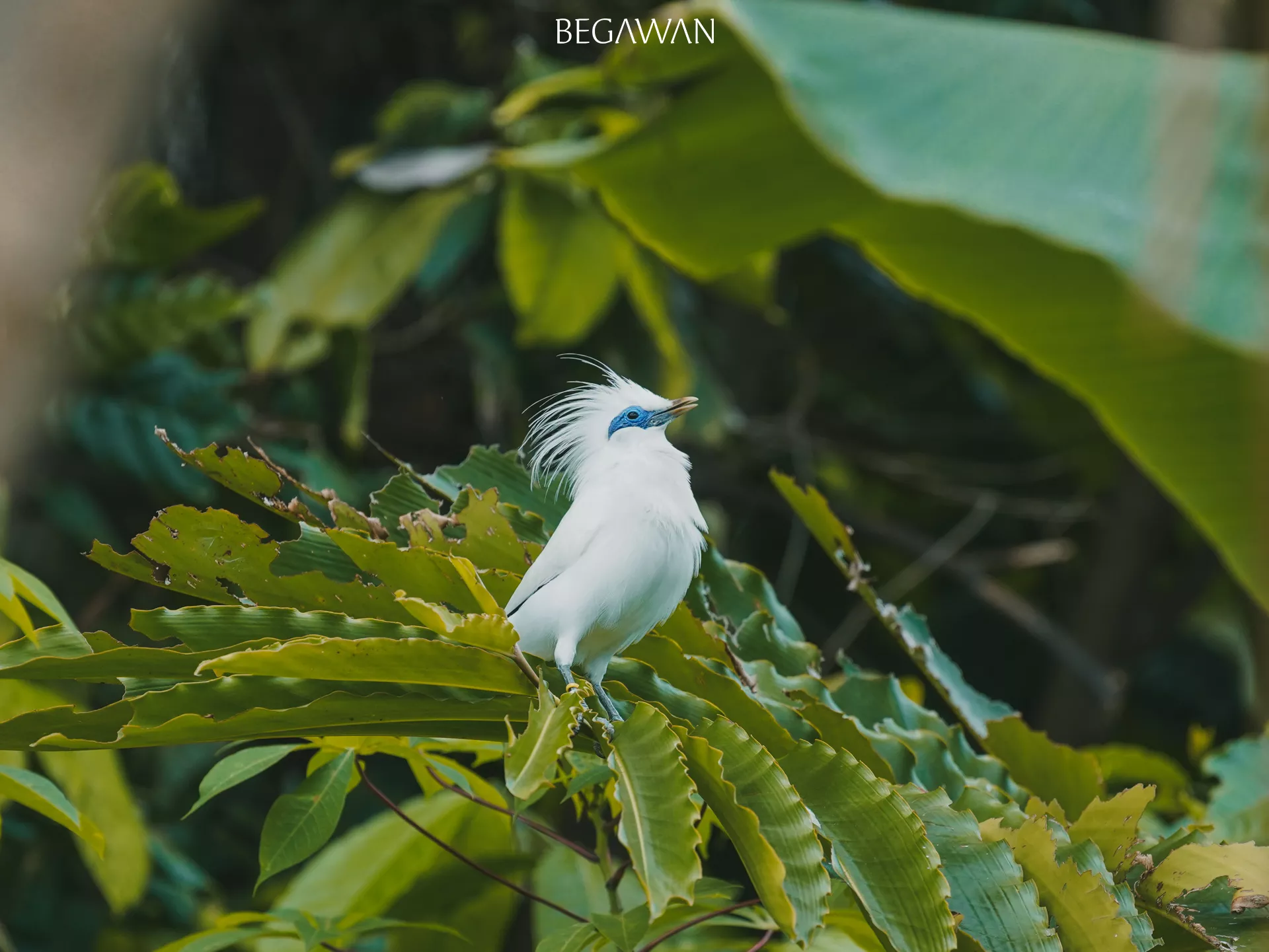 7 Best Rescue & Conservation in Bali in 2024 - Seek Sophie