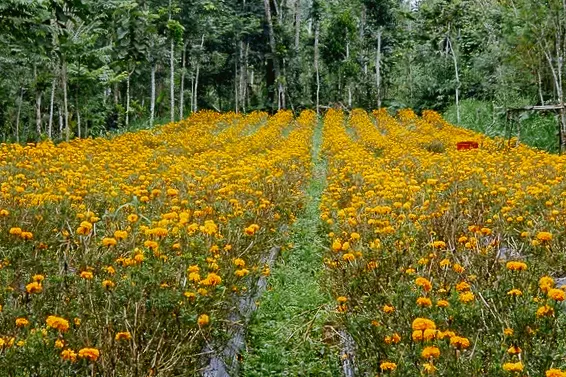 3 Best Local Farms in Indonesia in 2024 - Seek Sophie